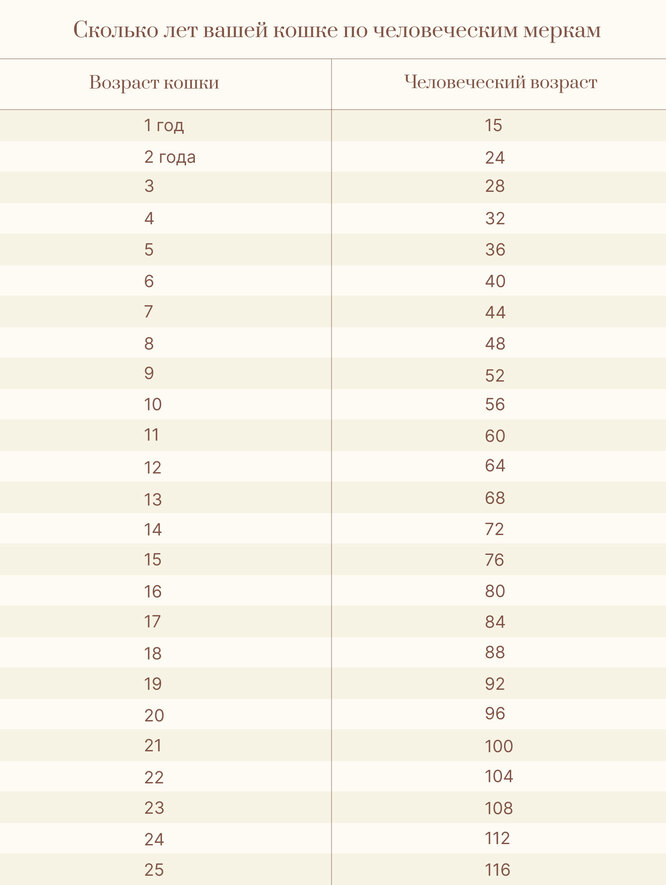 Коту 14 лет сколько по человеческим меркам | Getzoofood.ru